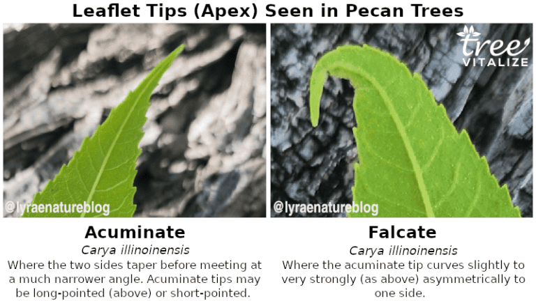 15 Different Types of Pecan Trees & Identifying Features