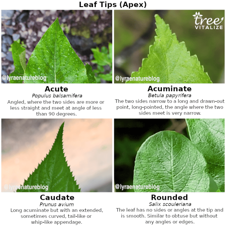 16 Different Types of Willow Trees & Identifying Features