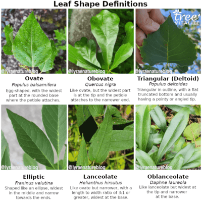 16 Different Types of Japanese Maple Trees & Identifying Features