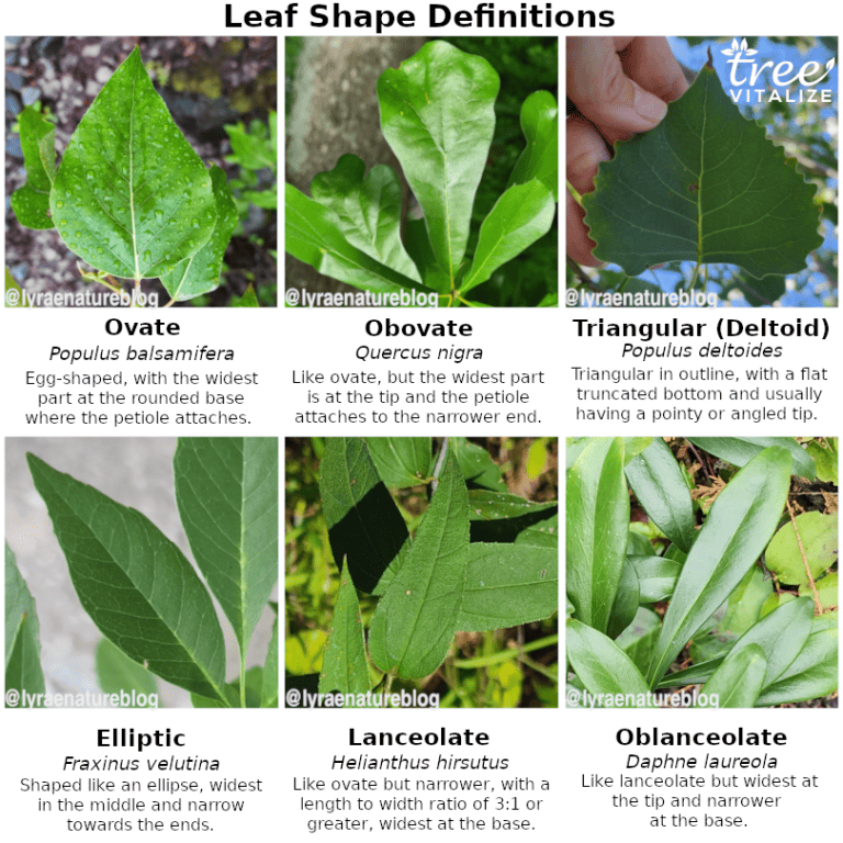 16 Different Types of Japanese Maple Trees & Identifying Features