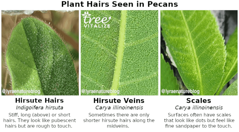 15 Different Types of Pecan Trees & Identifying Features