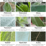 10 Different Types of Chestnut Trees & Identifying Features