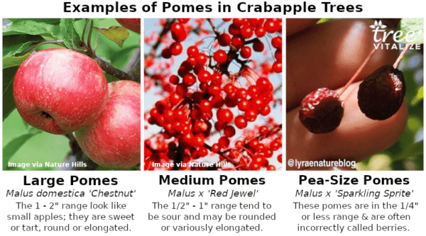 20 Different Types of Crabapple Trees & Identifying Features