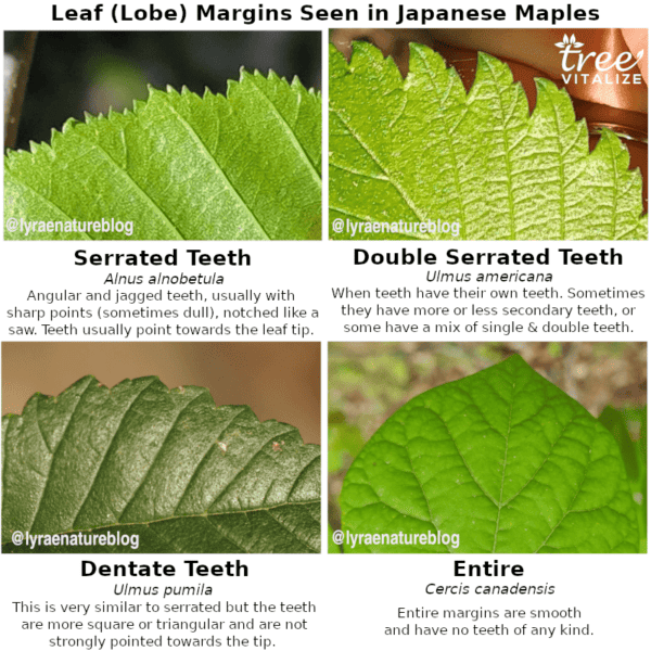 16 Different Types of Japanese Maple Trees & Identifying Features