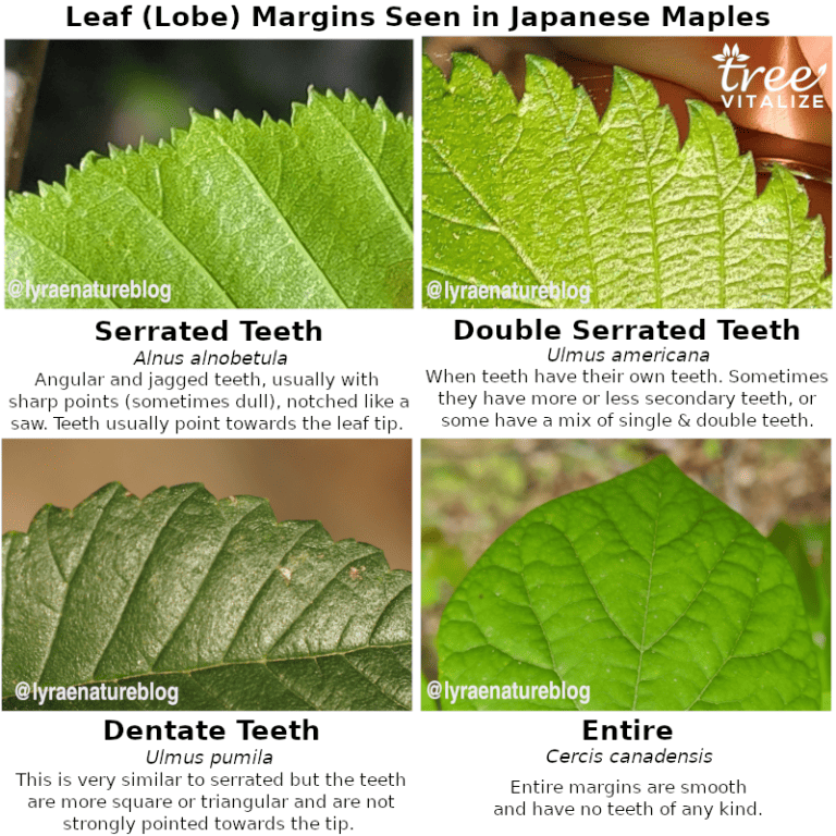16 Different Types of Japanese Maple Trees & Identifying Features