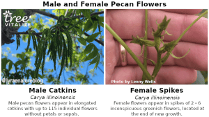15 Different Types of Pecan Trees & Identifying Features