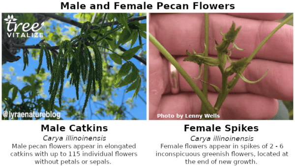 15 Different Types of Pecan Trees & Identifying Features