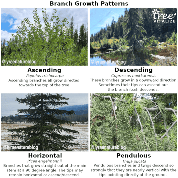 20 Different Types of Crabapple Trees & Identifying Features