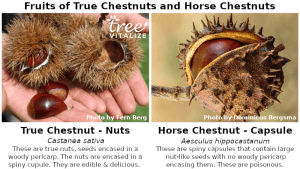 10 Different Types of Chestnut Trees & Identifying Features