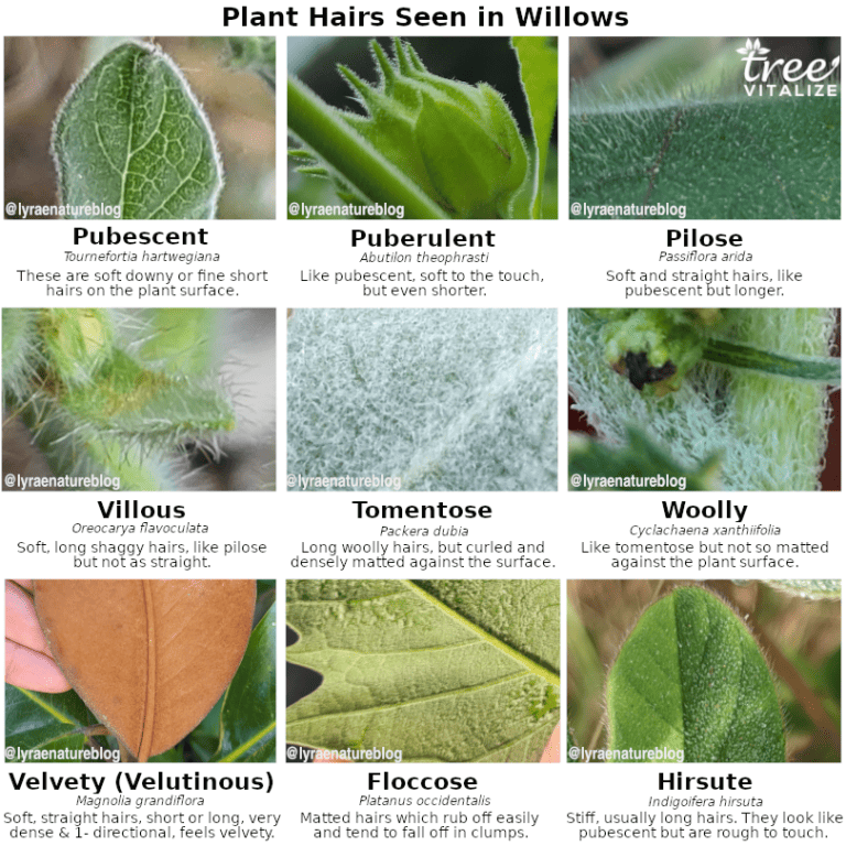 16 Different Types of Willow Trees & Identifying Features