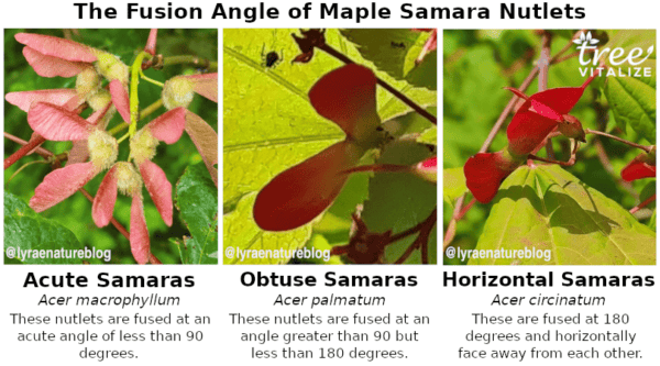 16 Different Types of Japanese Maple Trees & Identifying Features