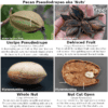 15 Different Types of Pecan Trees & Identifying Features