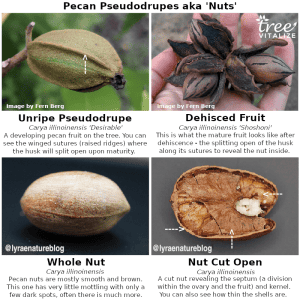 15 Different Types of Pecan Trees & Identifying Features