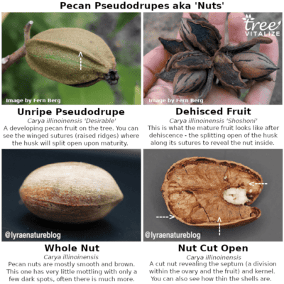 15 Different Types of Pecan Trees & Identifying Features