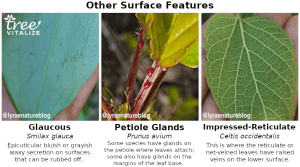 16 Different Types of Willow Trees & Identifying Features