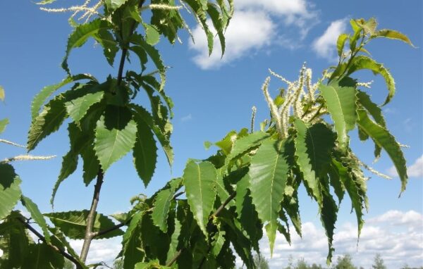 10 Different Types of Chestnut Trees & Identifying Features