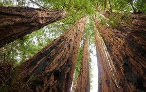 8 Different Types of Redwood Trees & Identifying Features