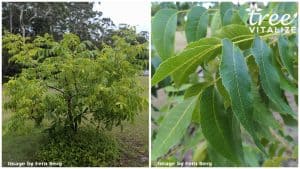 15 Different Types of Pecan Trees & Identifying Features