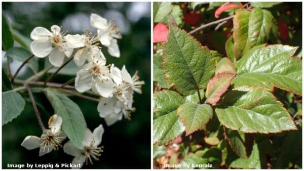 20 Different Types of Crabapple Trees & Identifying Features
