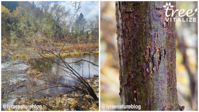 16 Different Types of Willow Trees & Identifying Features