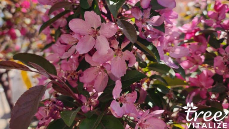 20 Different Types of Crabapple Trees & Identifying Features