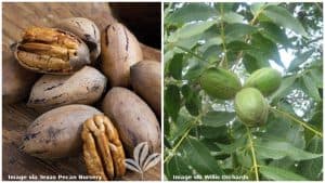 15 Different Types of Pecan Trees & Identifying Features