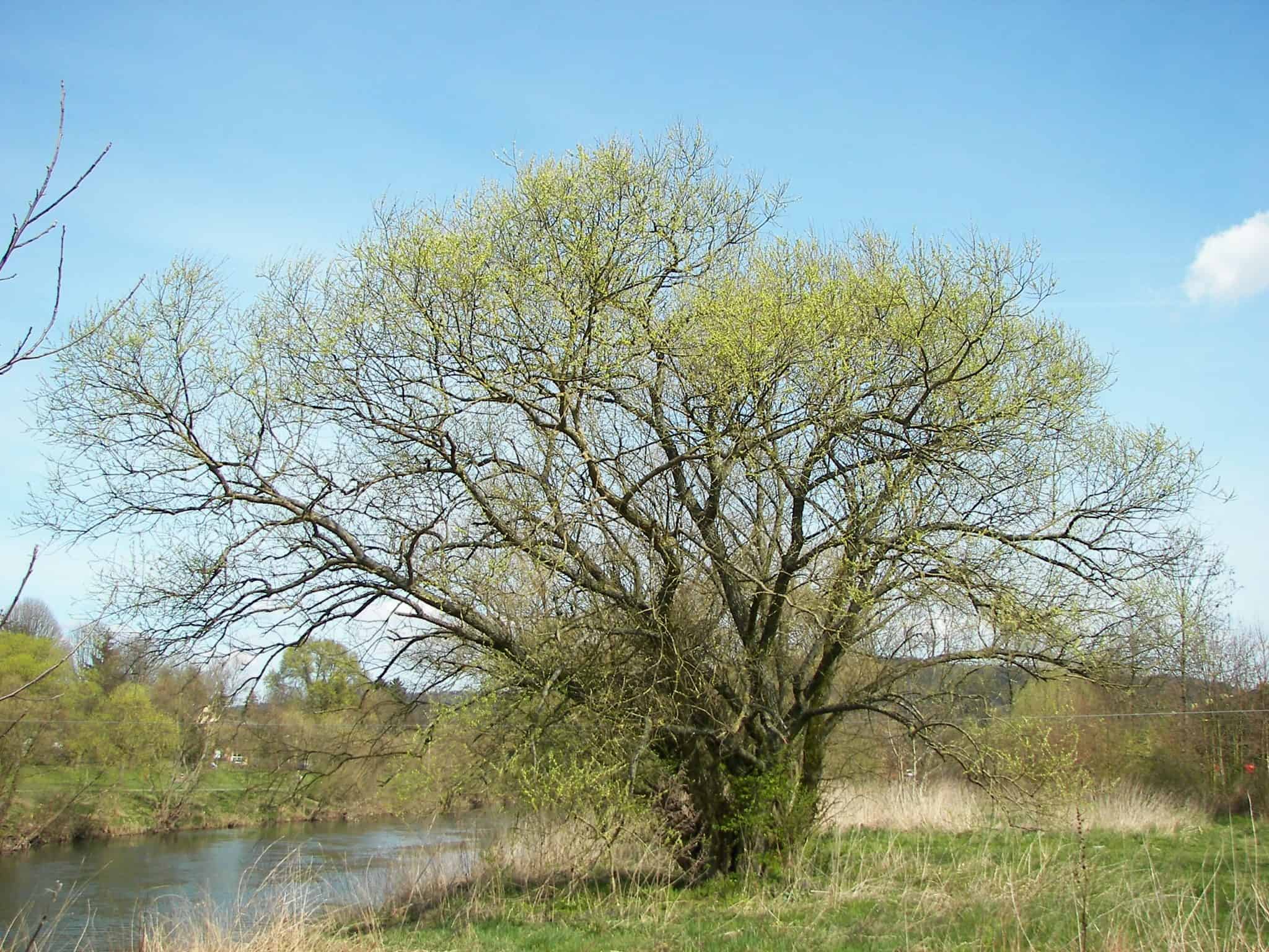 16 Different Types of Willow Trees & Identifying Features