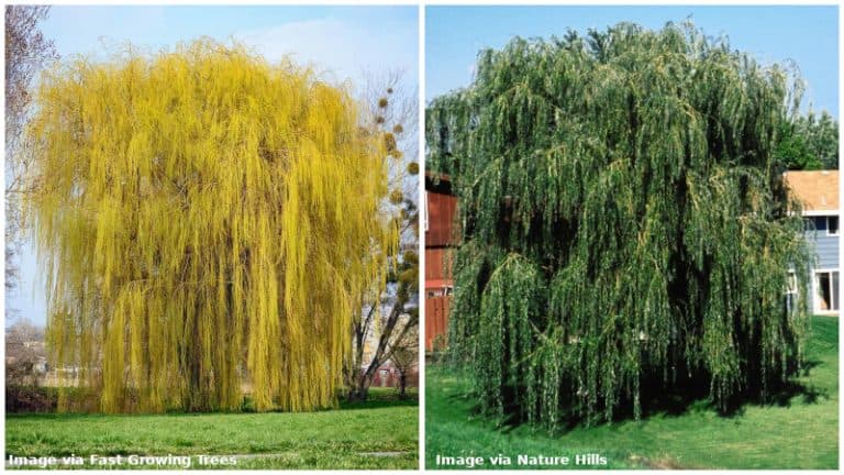 16 Different Types of Willow Trees & Identifying Features