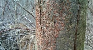 10 Different Types of Chestnut Trees & Identifying Features