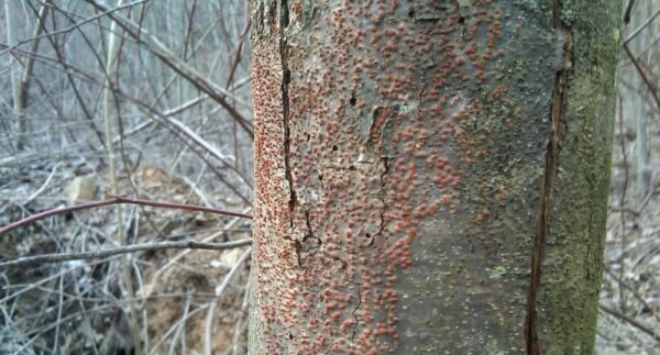 10 Different Types of Chestnut Trees & Identifying Features