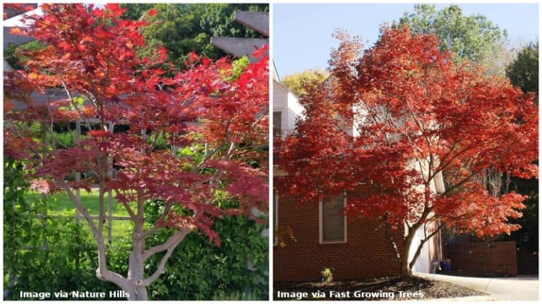 16 Different Types of Japanese Maple Trees & Identifying Features