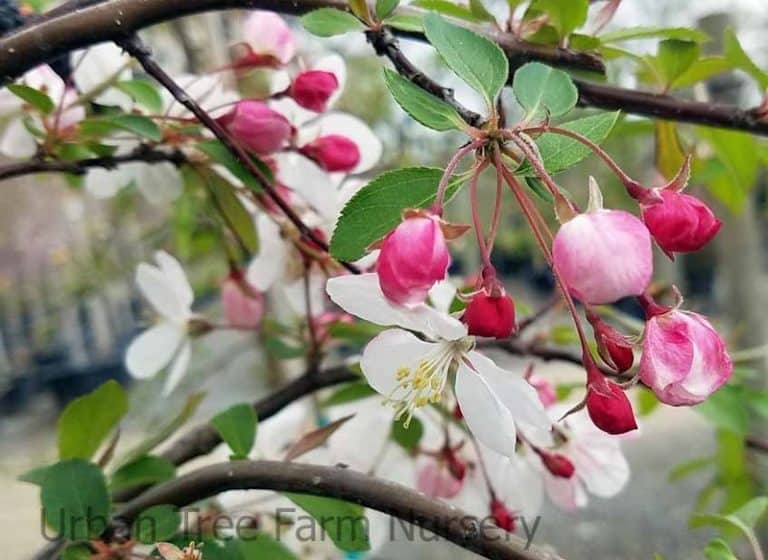 20 Different Types of Crabapple Trees & Identifying Features