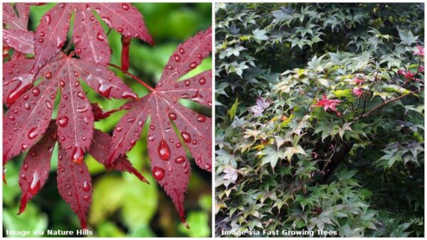 16 Different Types of Japanese Maple Trees & Identifying Features