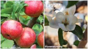 20 Different Types of Crabapple Trees & Identifying Features