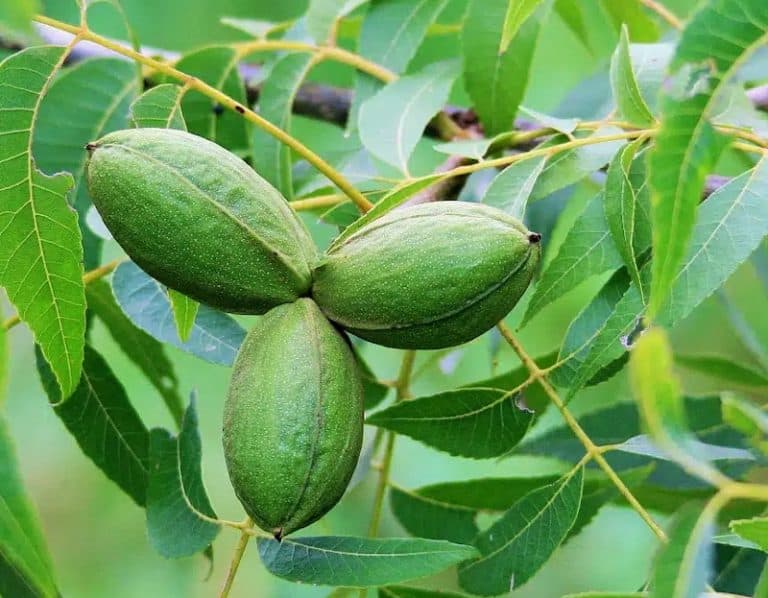 15 Different Types of Pecan Trees & Identifying Features