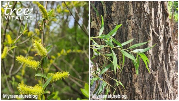 16 Different Types of Willow Trees & Identifying Features