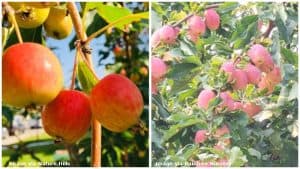 20 Different Types of Crabapple Trees & Identifying Features
