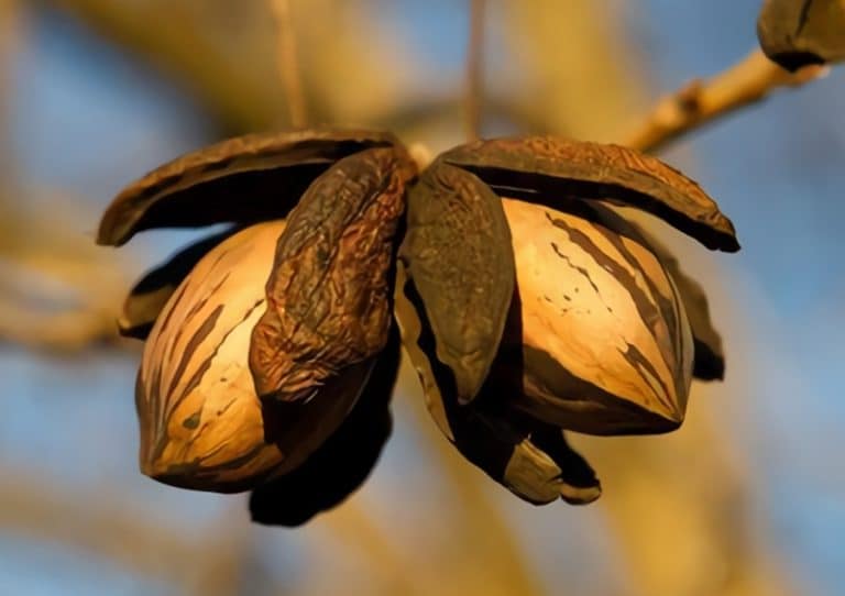 15 Different Types of Pecan Trees & Identifying Features