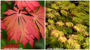 16 Different Types of Japanese Maple Trees & Identifying Features