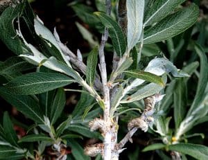16 Different Types of Willow Trees & Identifying Features