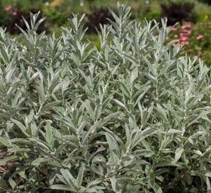 16 Different Types of Willow Trees & Identifying Features