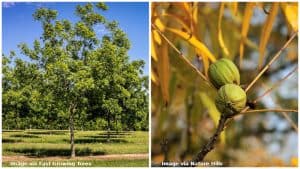 15 Different Types of Pecan Trees & Identifying Features