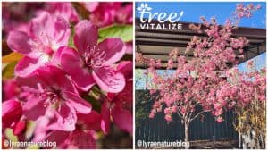 20 Different Types of Crabapple Trees & Identifying Features