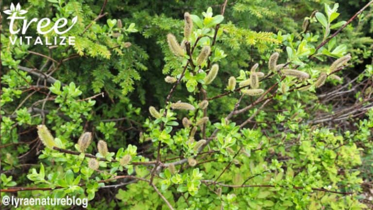 16 Different Types of Willow Trees & Identifying Features