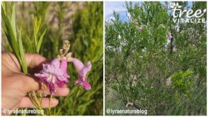 16 Different Types of Willow Trees & Identifying Features