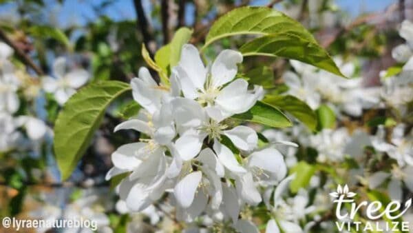 20 Different Types of Crabapple Trees & Identifying Features