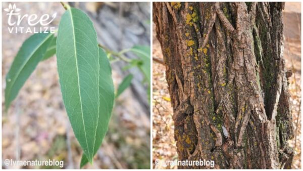 16 Different Types of Willow Trees & Identifying Features