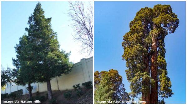 8 Different Types of Redwood Trees & Identifying Features