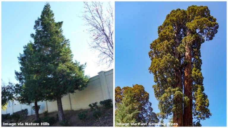 8 Different Types of Redwood Trees & Identifying Features
