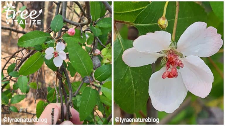 20 Different Types of Crabapple Trees & Identifying Features